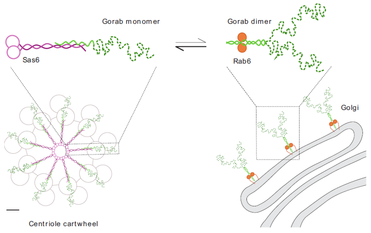 PROJECTS – GLOVER LAB